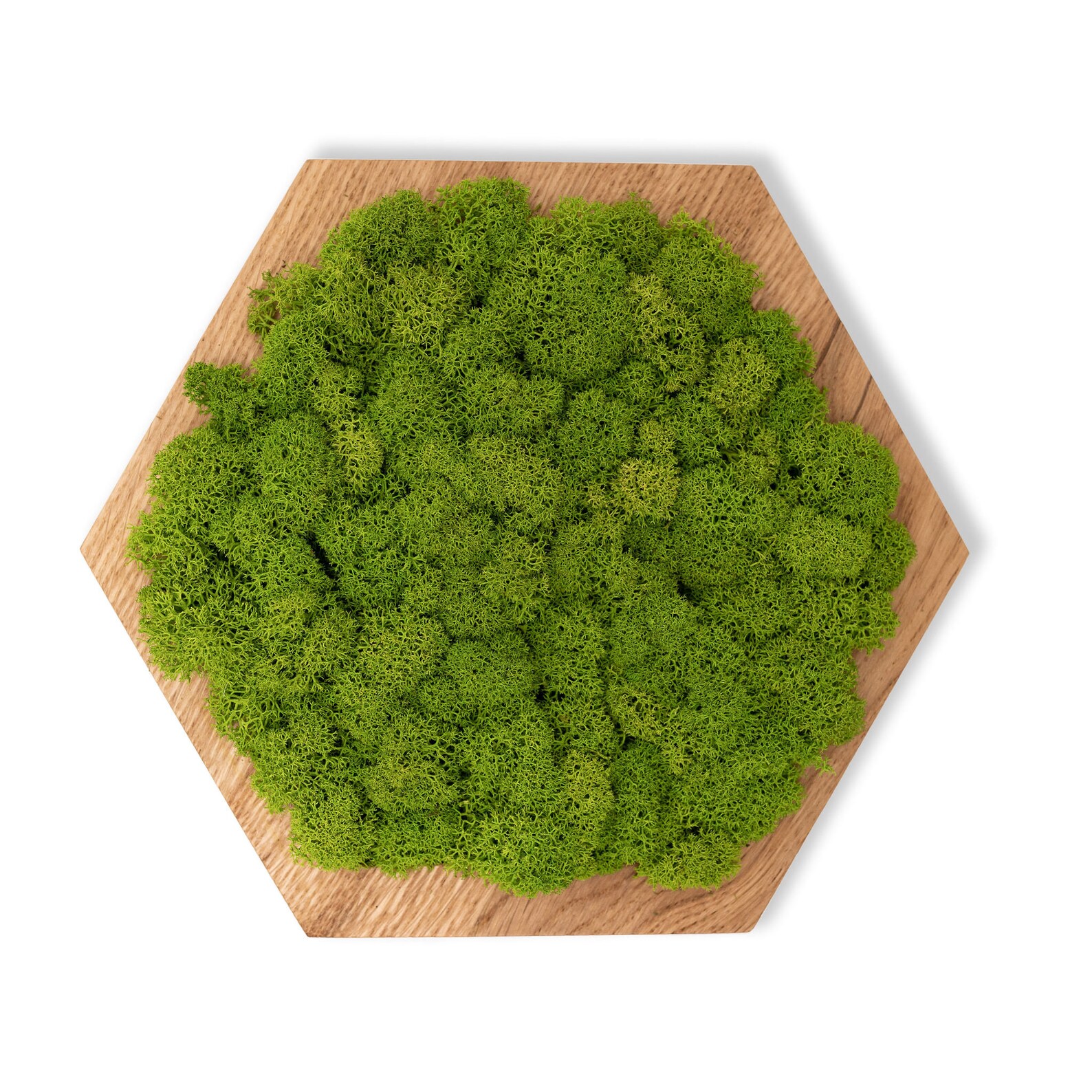 Moss Real Moss Decor Plant Wall Art Green Moss Wooden Panels - Etsy