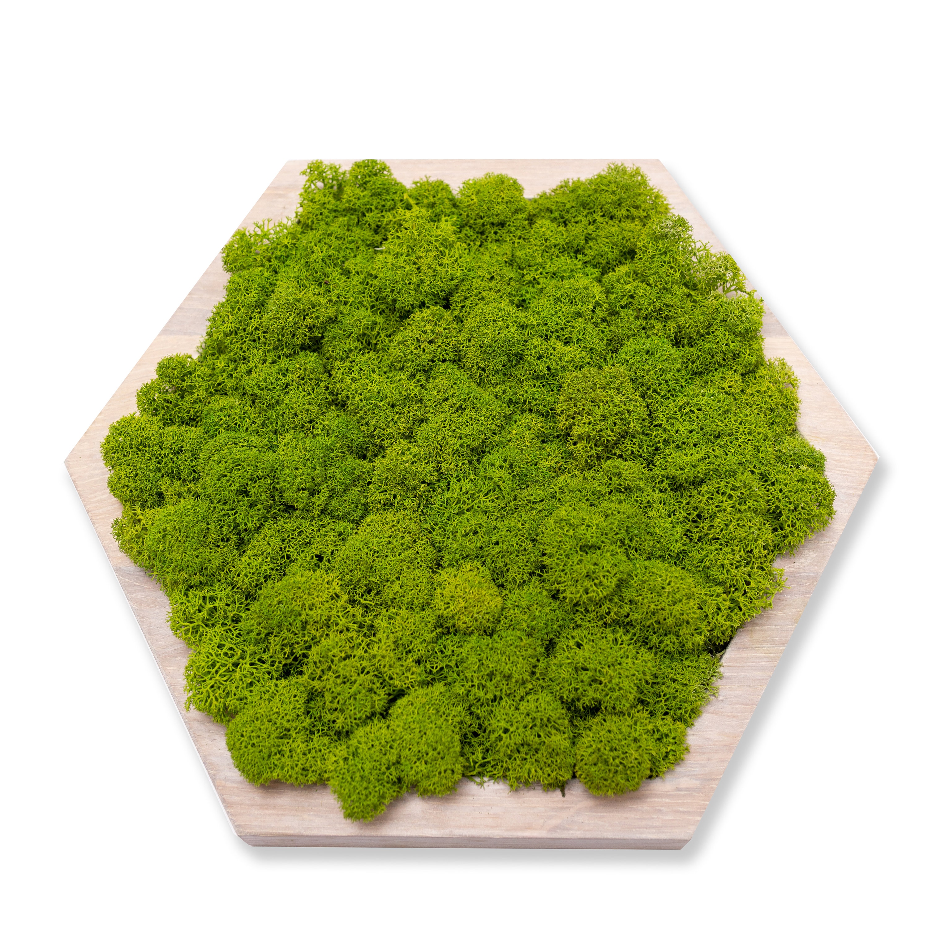 Moss Real Moss Decor Plant Wall Art Green Moss Wooden Panels - Etsy