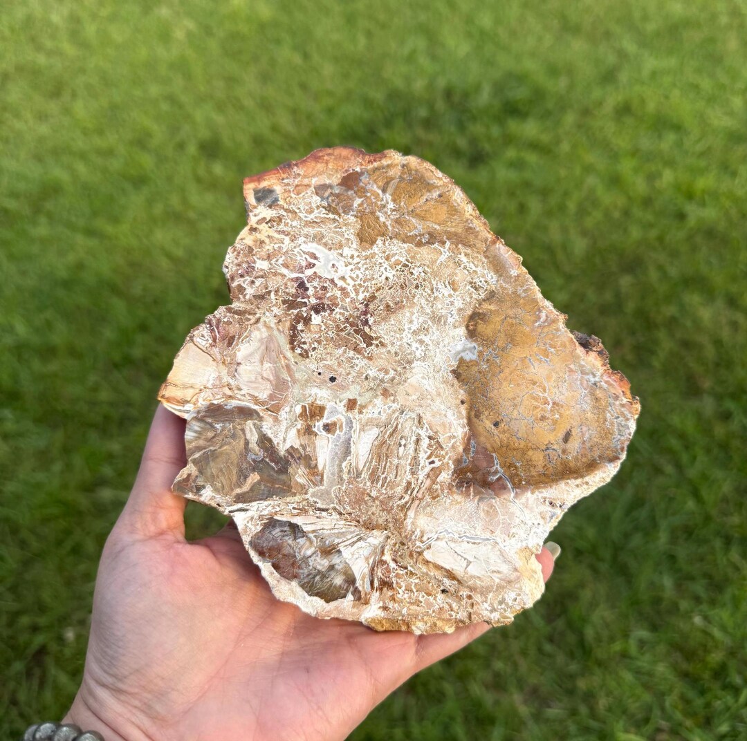 Sparkly Petrified Wood Slice: Maroon Quartz Display Slab (1lb 4.2oz) - Etsy