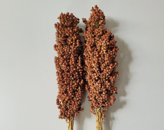 Red Sorghum Sprays - Etsy