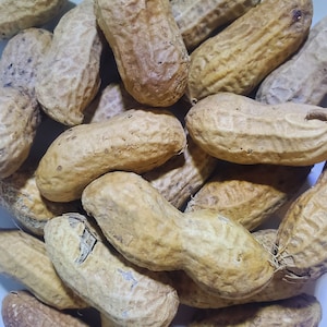 Jumbo Monkey Nuts - Etsy