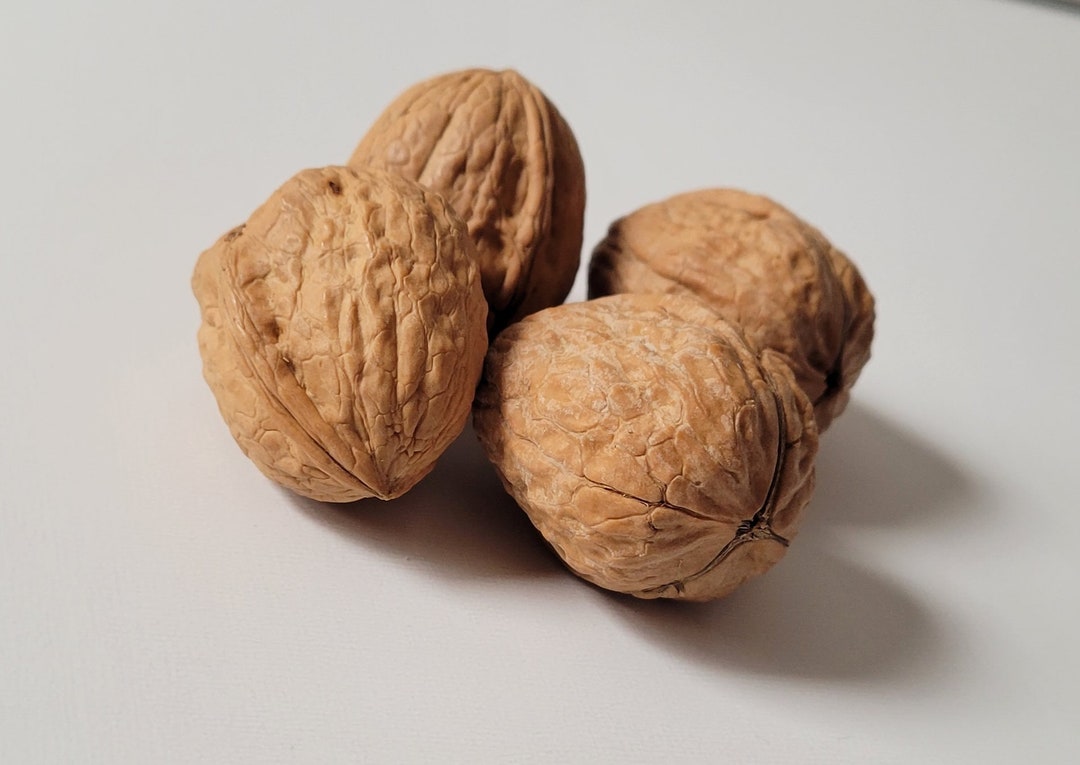 Shelled Walnuts - Etsy