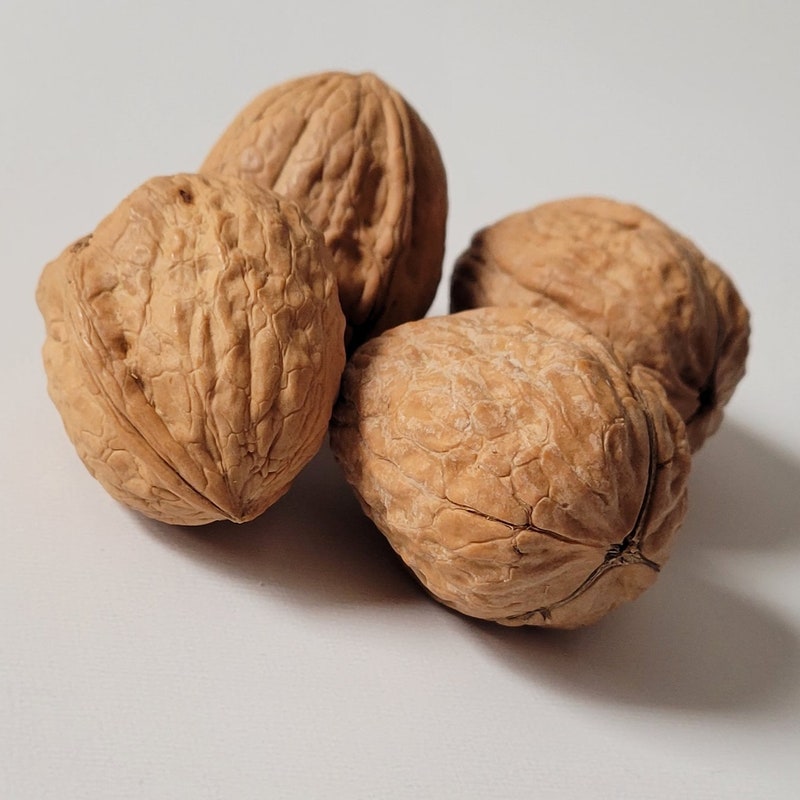 Walnut Breaker - Etsy