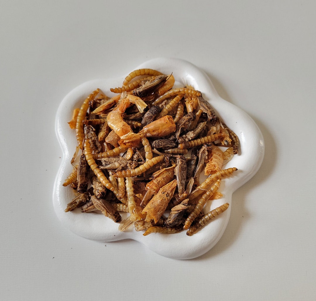 Dried Insect Blend - Etsy