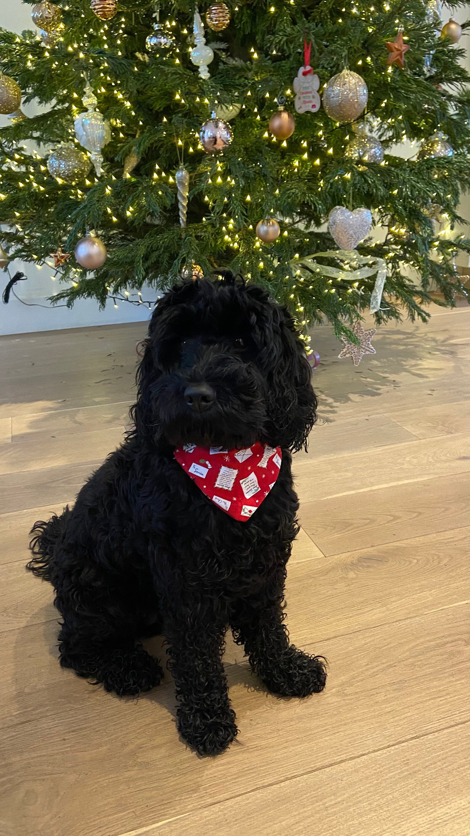 Christmas Red Letter to Santa Over the Collar Bandana - Etsy