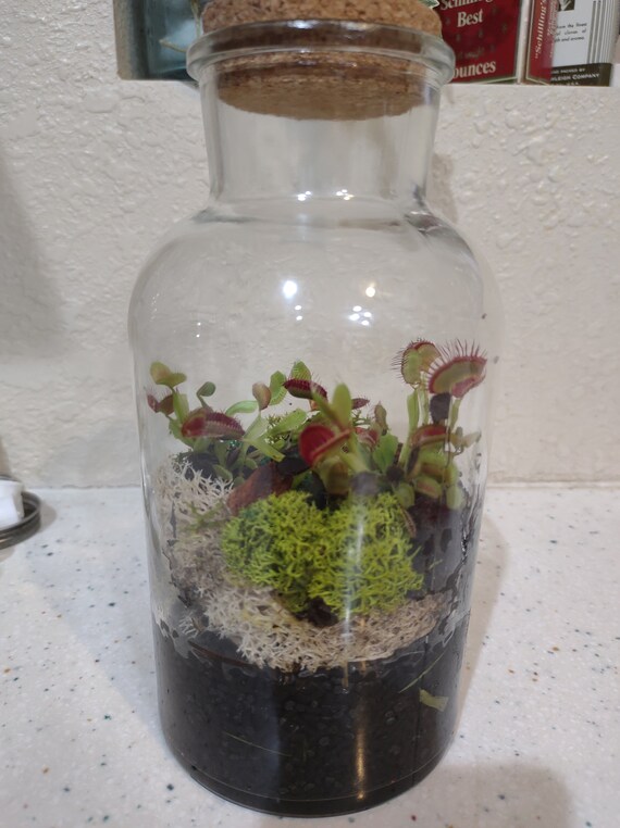 Diy Terrarium Kit | Etsy