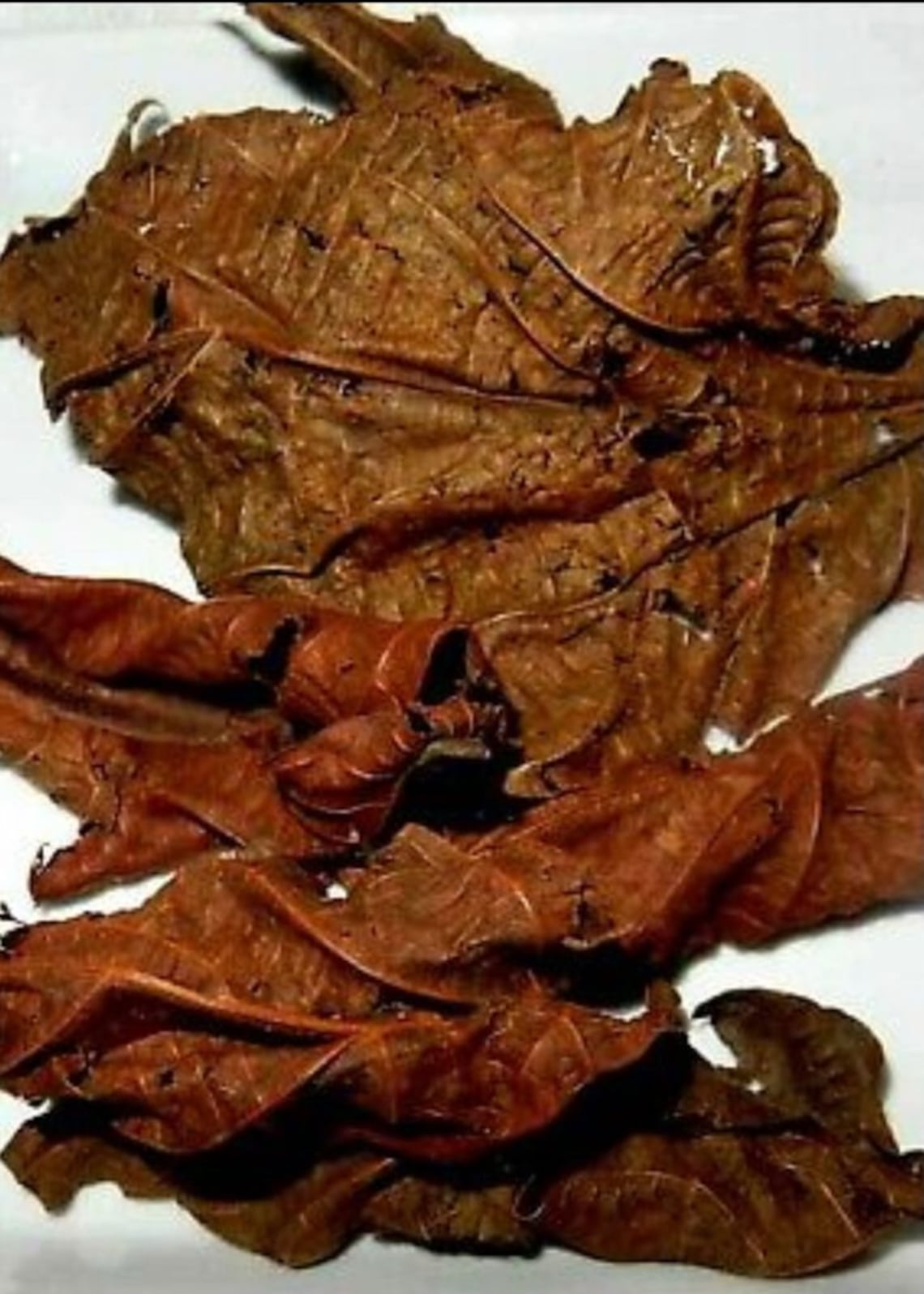 Djeka / Djeka Leaves - Etsy