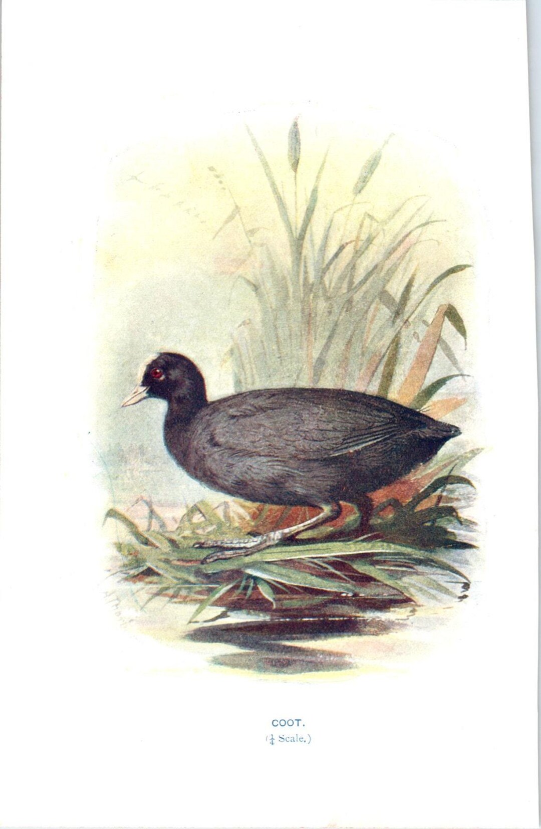 Coot Bird 1903 Original Color Engraving Plate Print AD8-B6 - Etsy