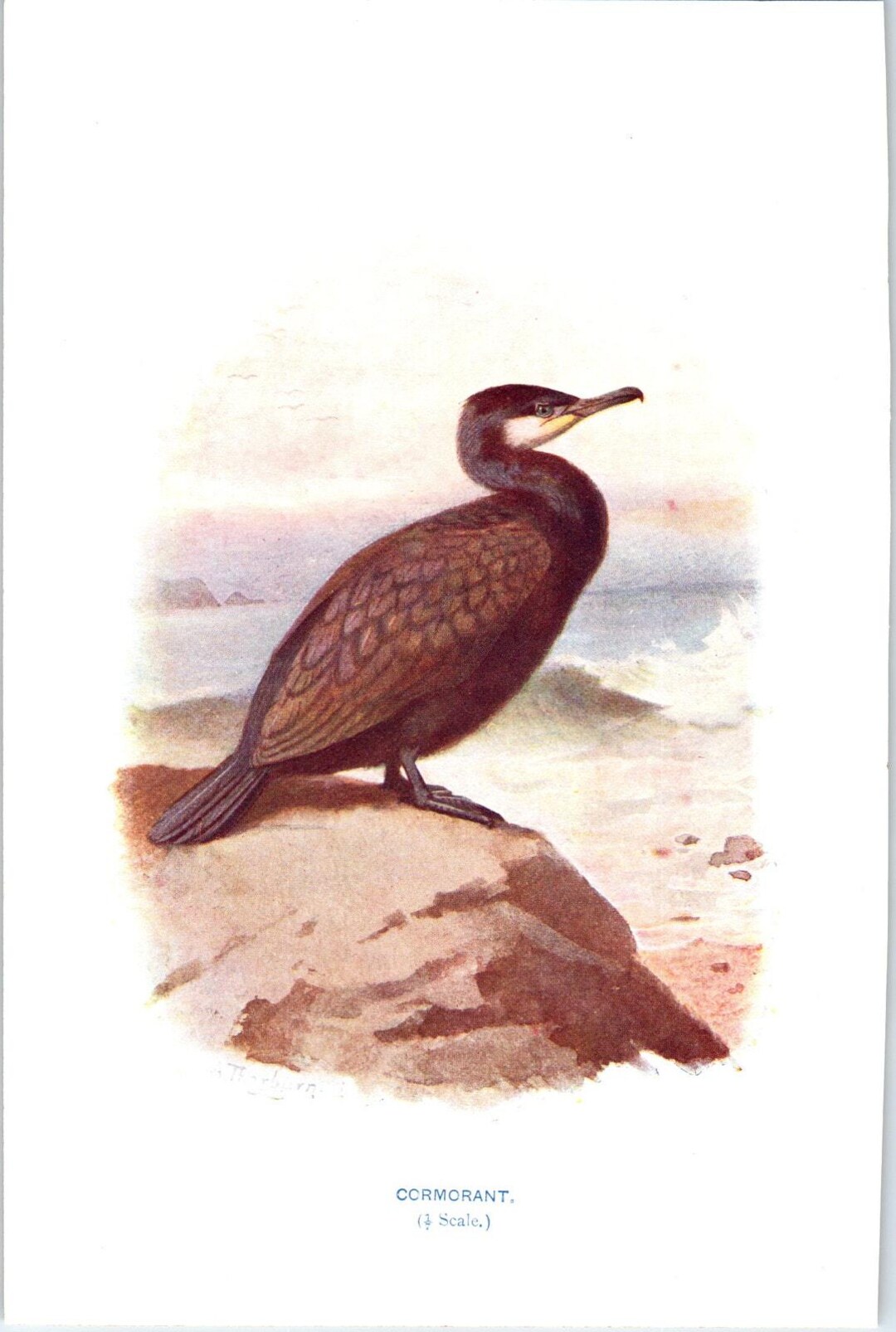 Cormorant Bird 1903 Original Color Engraving Plate Print AD8-B1 - Etsy