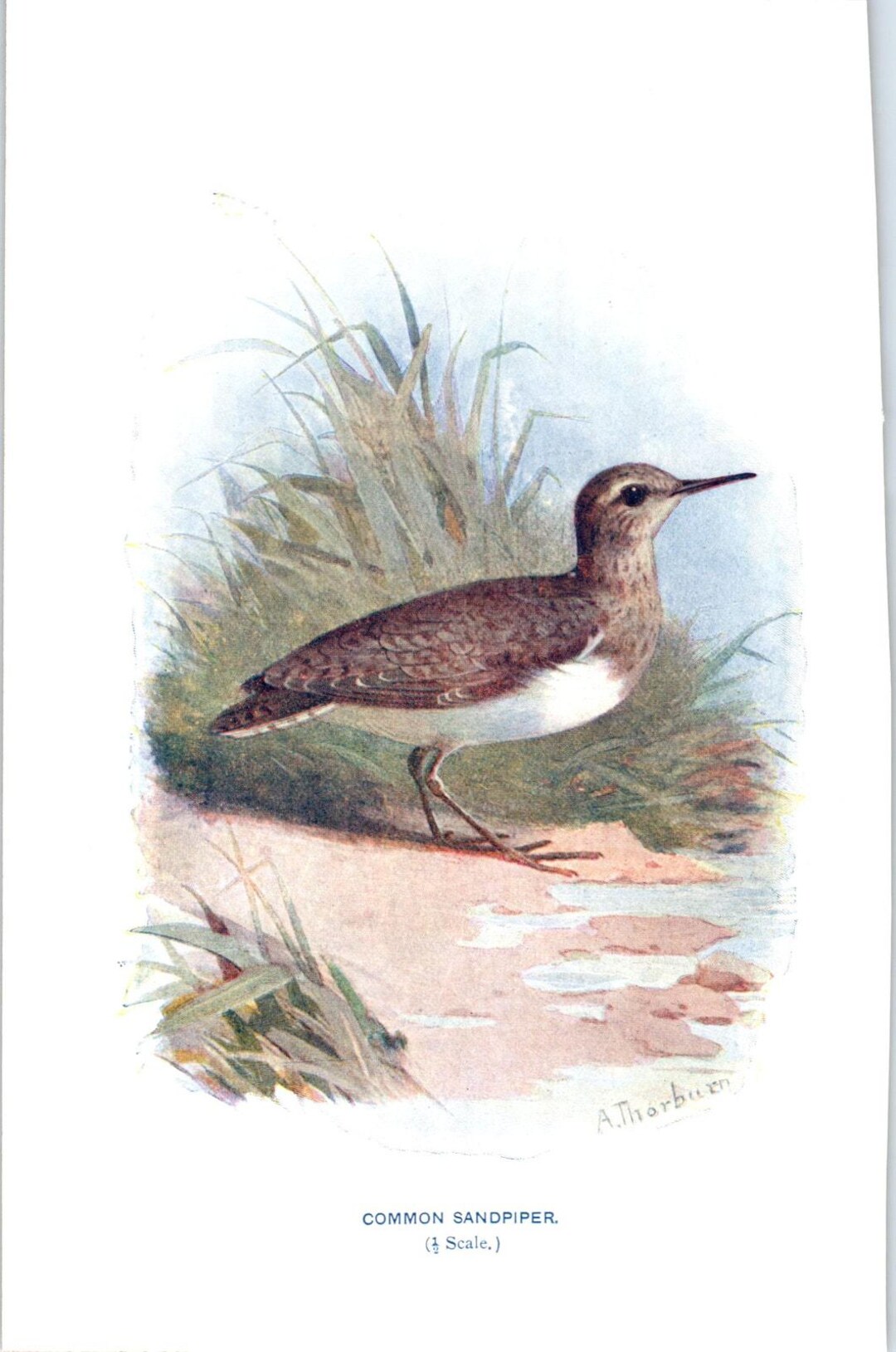 Common Sandpiper Bird 1903 Original Color Engraving Plate Print AD8-B6 ...
