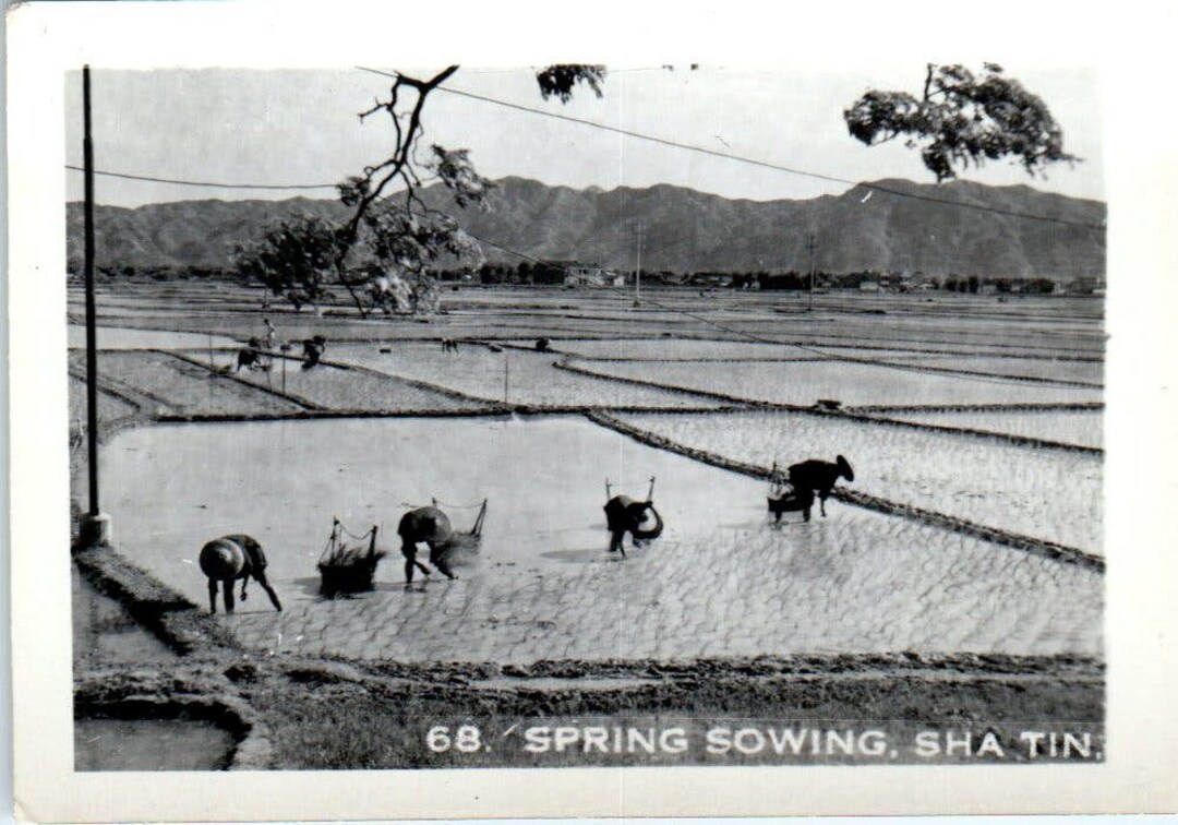 Spring Sowing Sha Tin China Vintage Photograph 2x3" AE7 - Etsy