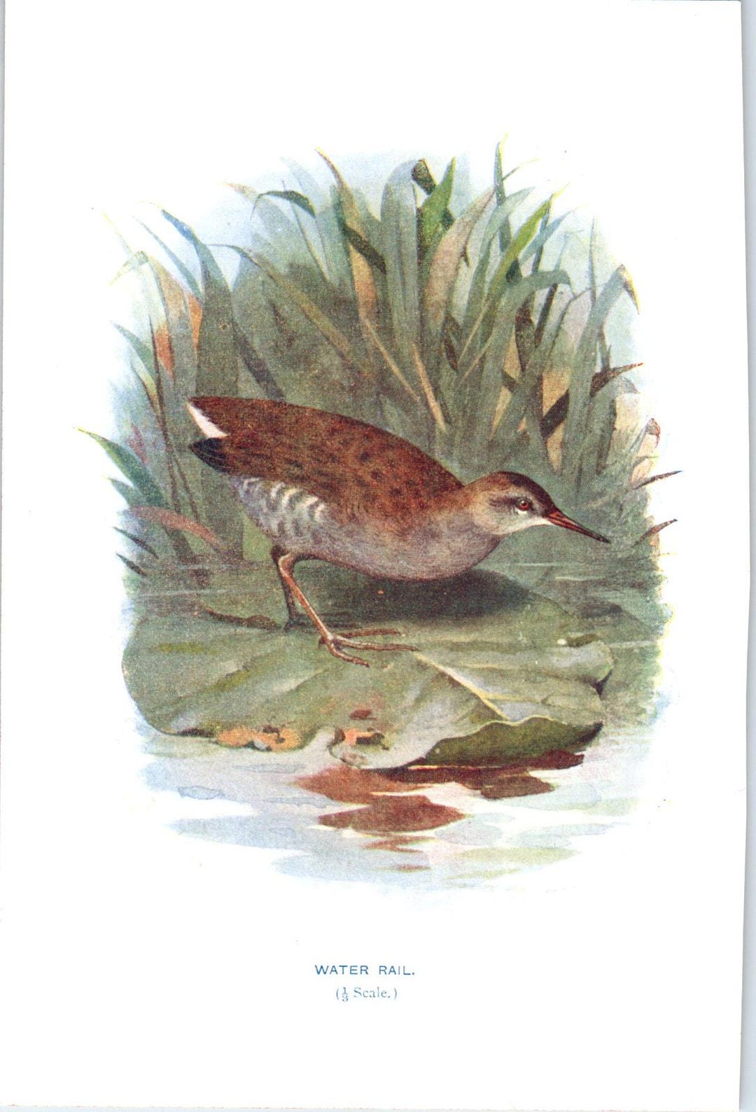 Water Rail Bird 1903 Original Color Engraving Plate Print AD8-B6 - Etsy