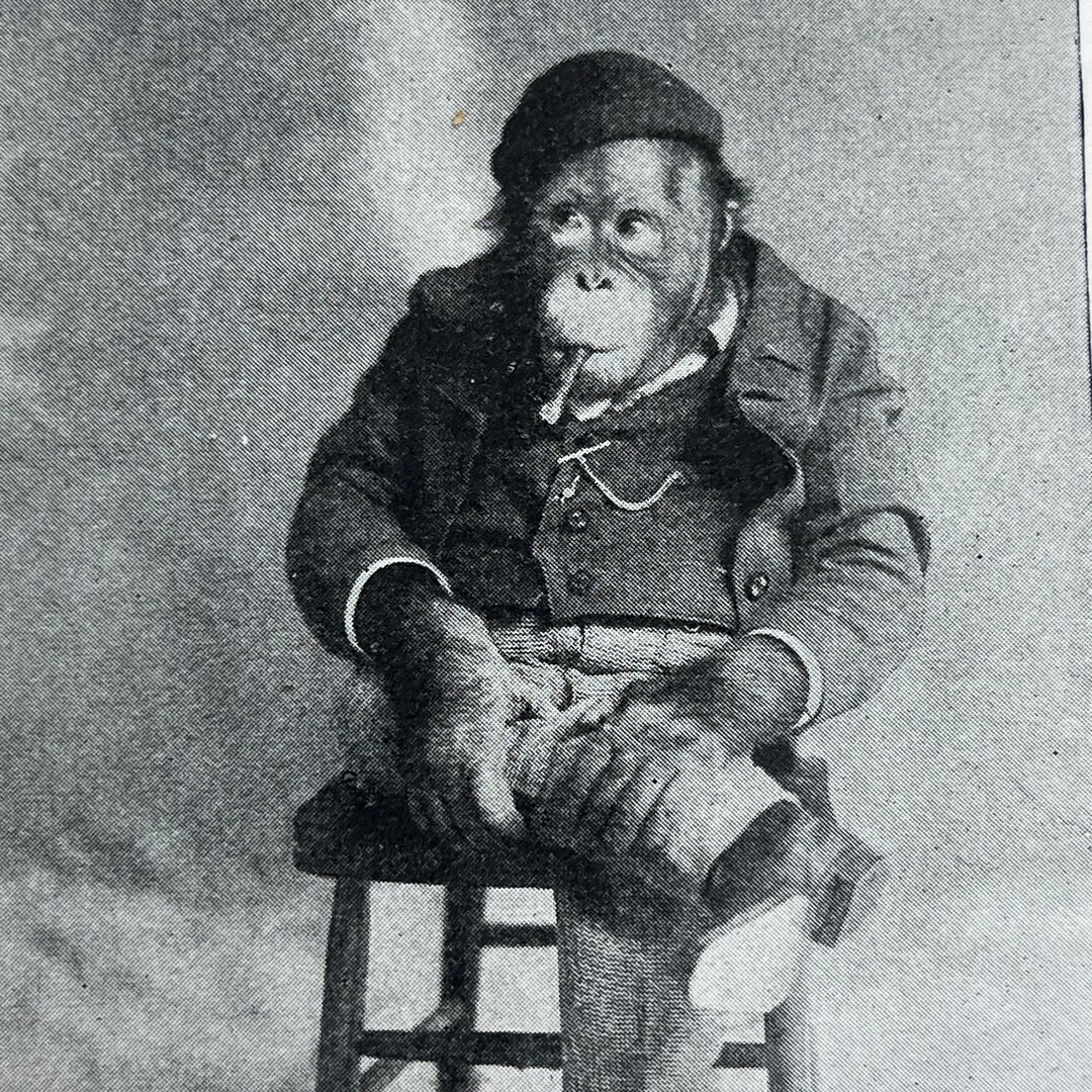 Joe, an Educated Monkey 1897 Victorian Article AE9 - Etsy