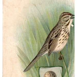 Song Sparrow Singer Sewing Machines Trimmed - 1880s Victorian Trade ...