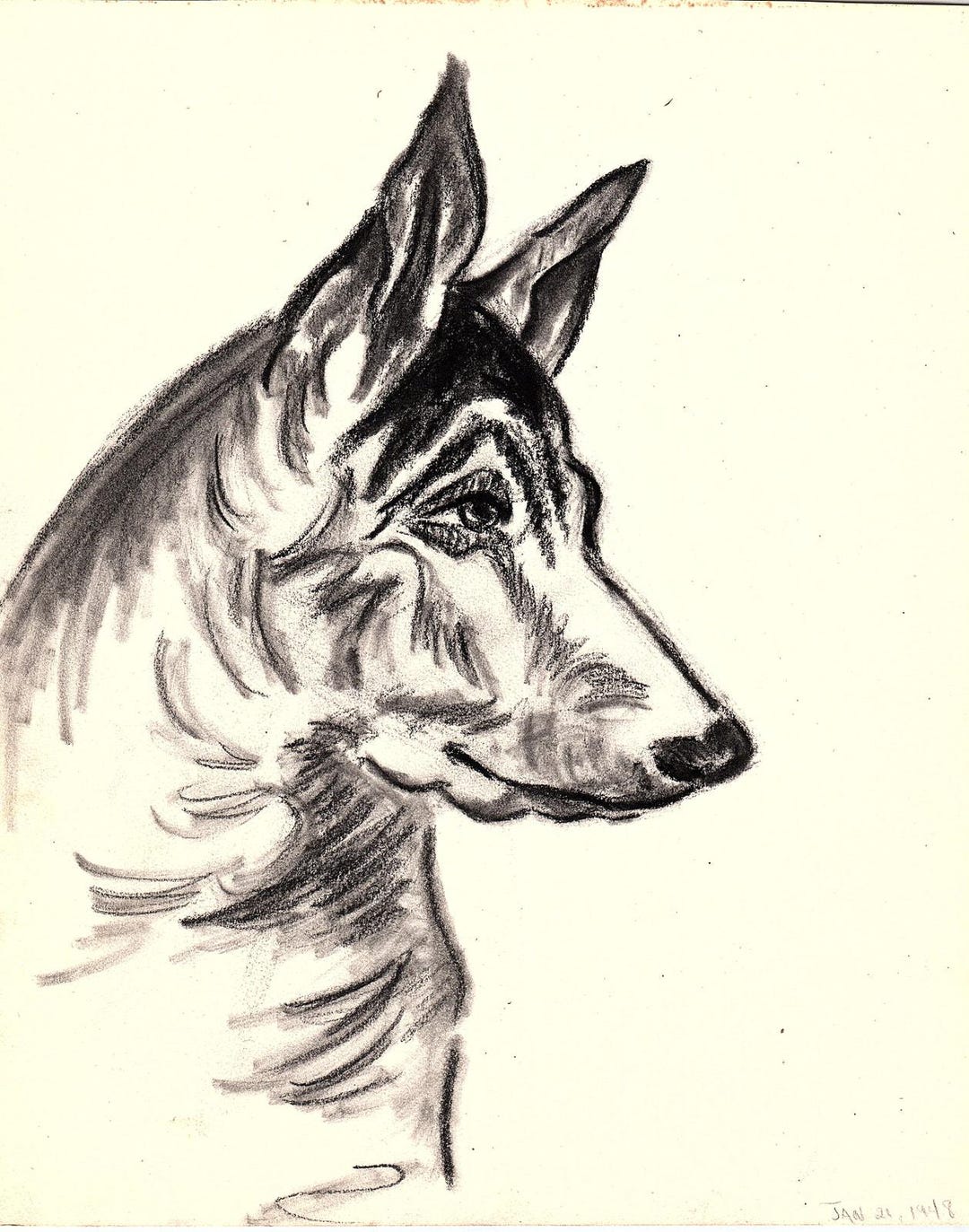 1940s Original Sketch of A German Shepherd Dog Winifred Schutsky D26-4 ...