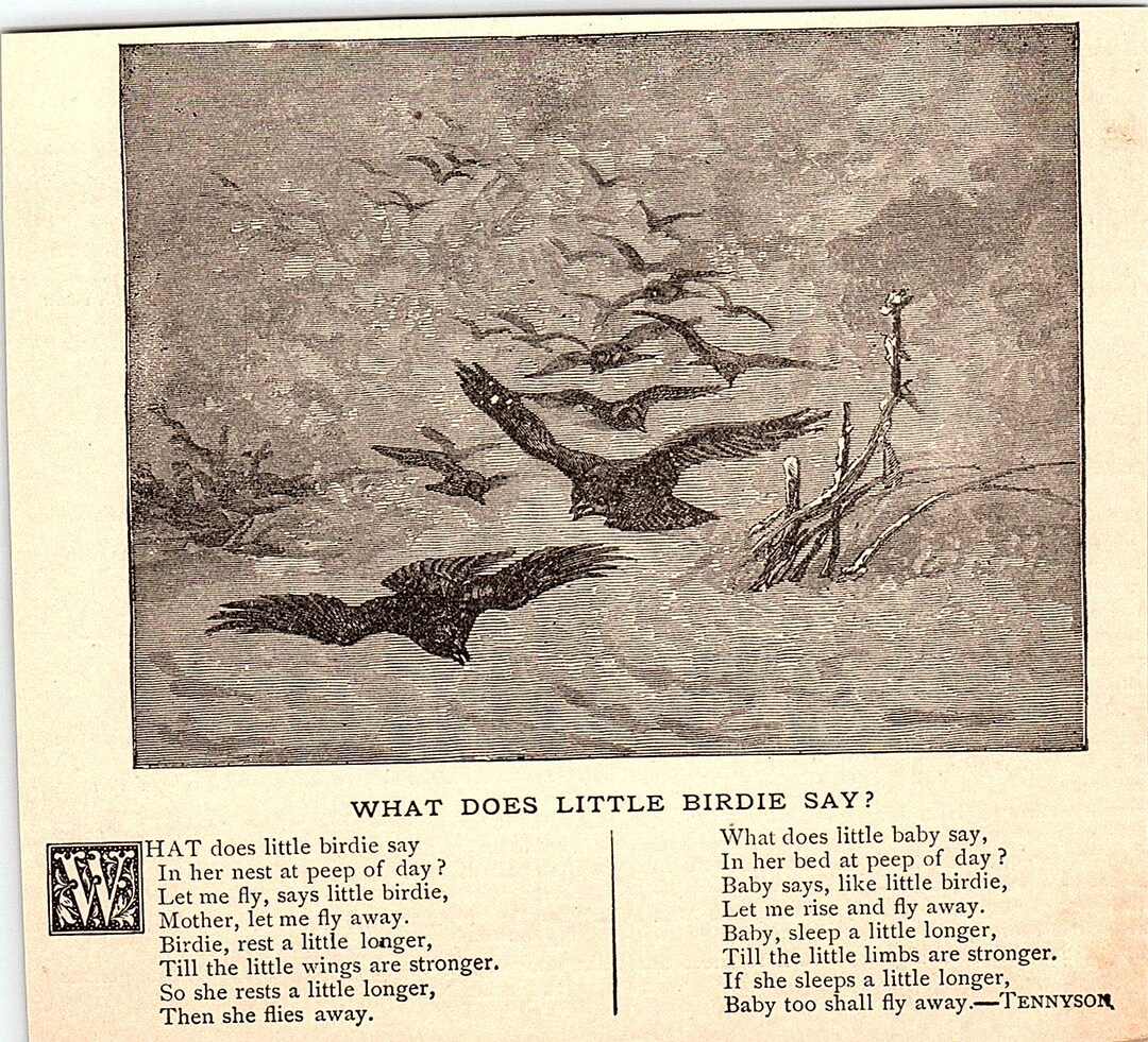 What Does Little Birdie Say - Tennyson 1884 Poem AG3-1 - Etsy