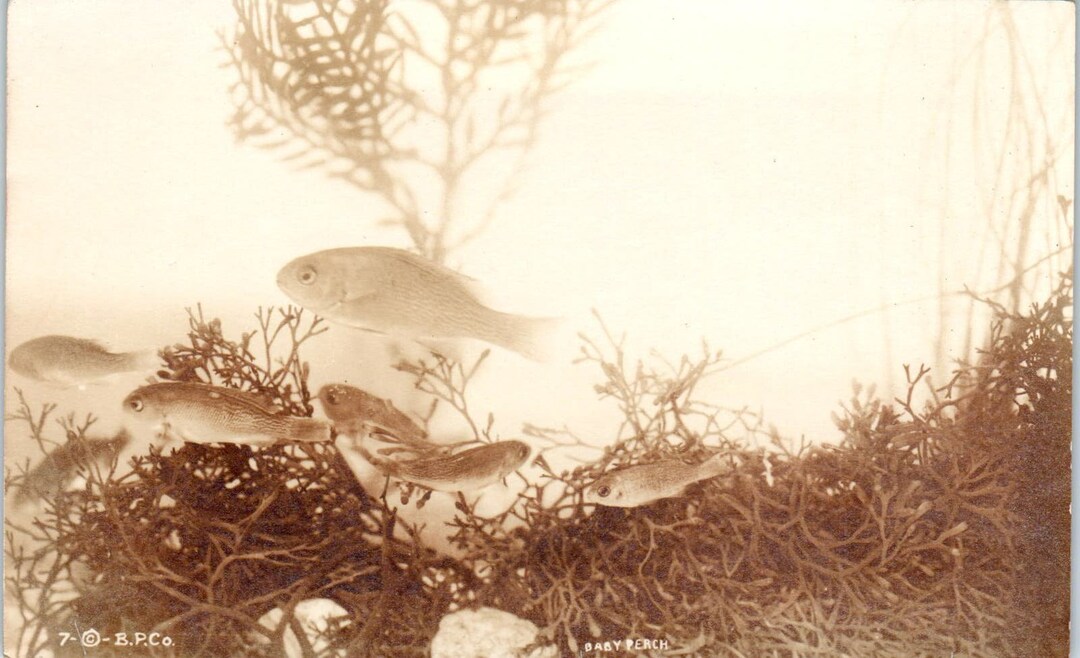 School of Fish Baby Perch Arizona RPPC Real Photo Postcard PB1 - Etsy