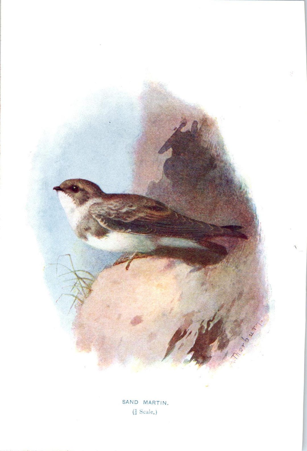 Sand Martin Bird 1903 Original Color Engraving Plate Print AD8-B7 - Etsy