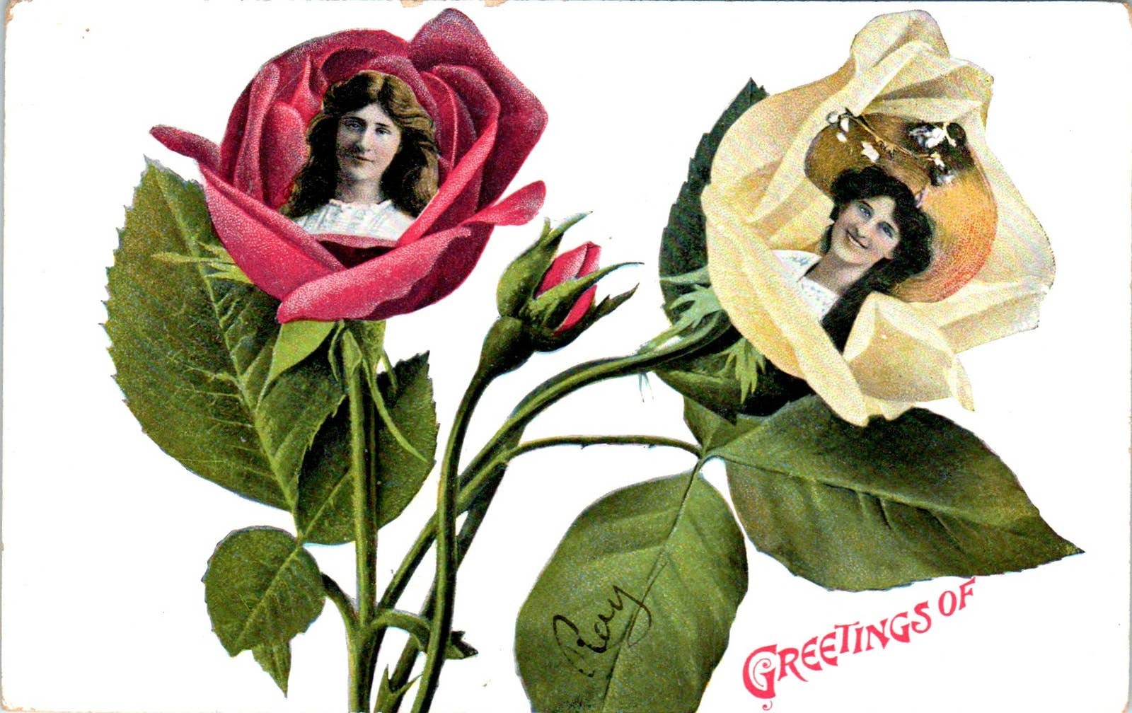 Faces in Roses C1910 Original Postcard TK1-27 - Etsy