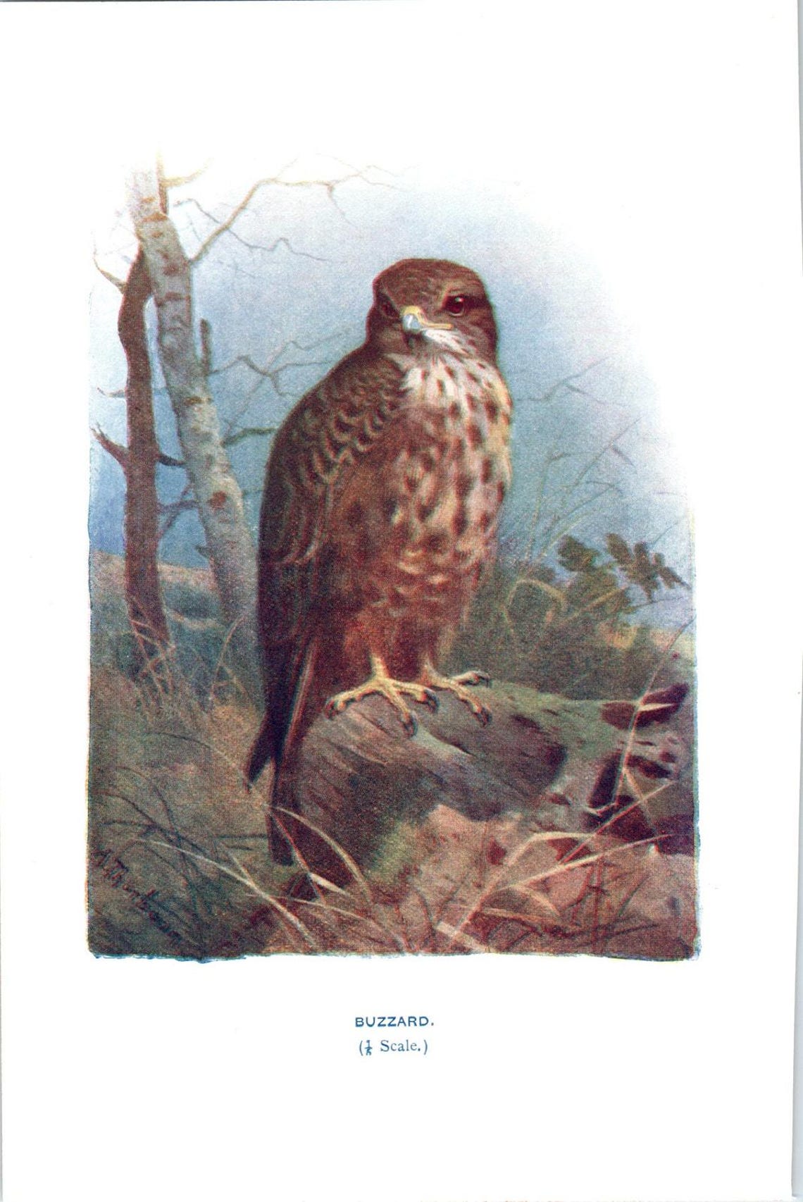 Buzzard Bird 1903 Original Color Engraving Plate Print AD8-B6 - Etsy