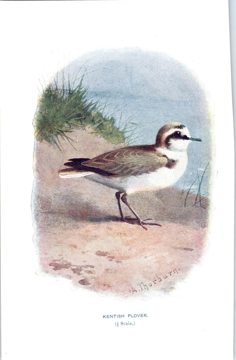 Kentish Plover Bird 1903 Original Color Engraving Plate Print AD8-B5 - Etsy