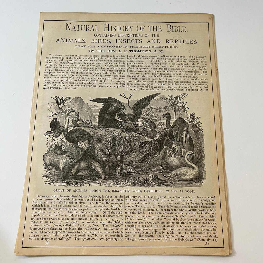 Natural History of the Bible Animals Birds Trees Plants 1892 Book ...