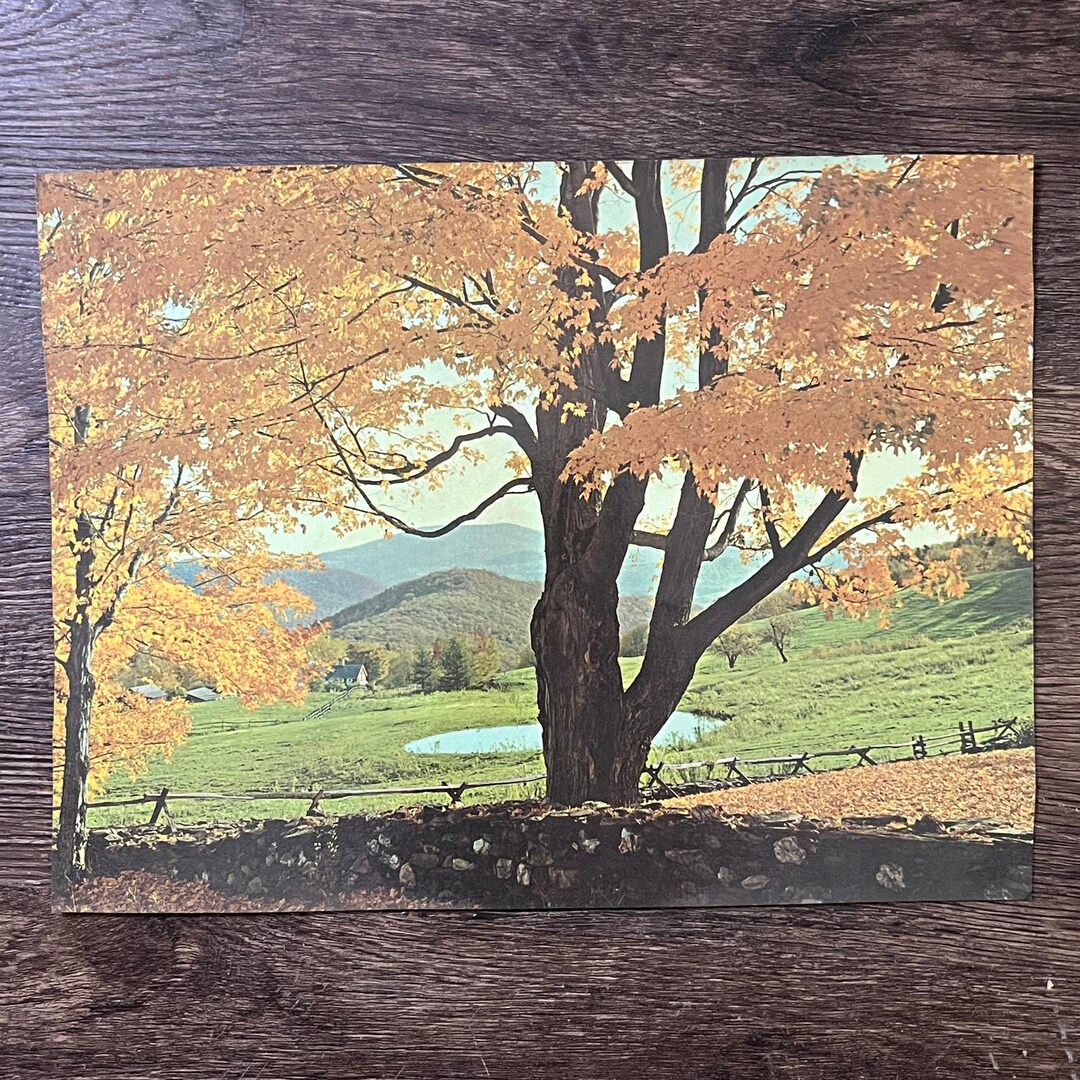 Retro Kitsch 1970s Fall Autumn Trees Scene Photo Print - 9x12 Vintage ...
