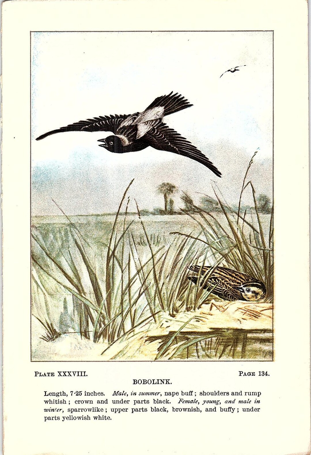 Bobolink Bird 1901 Original Color Engraving Plate AF3-11 - Etsy