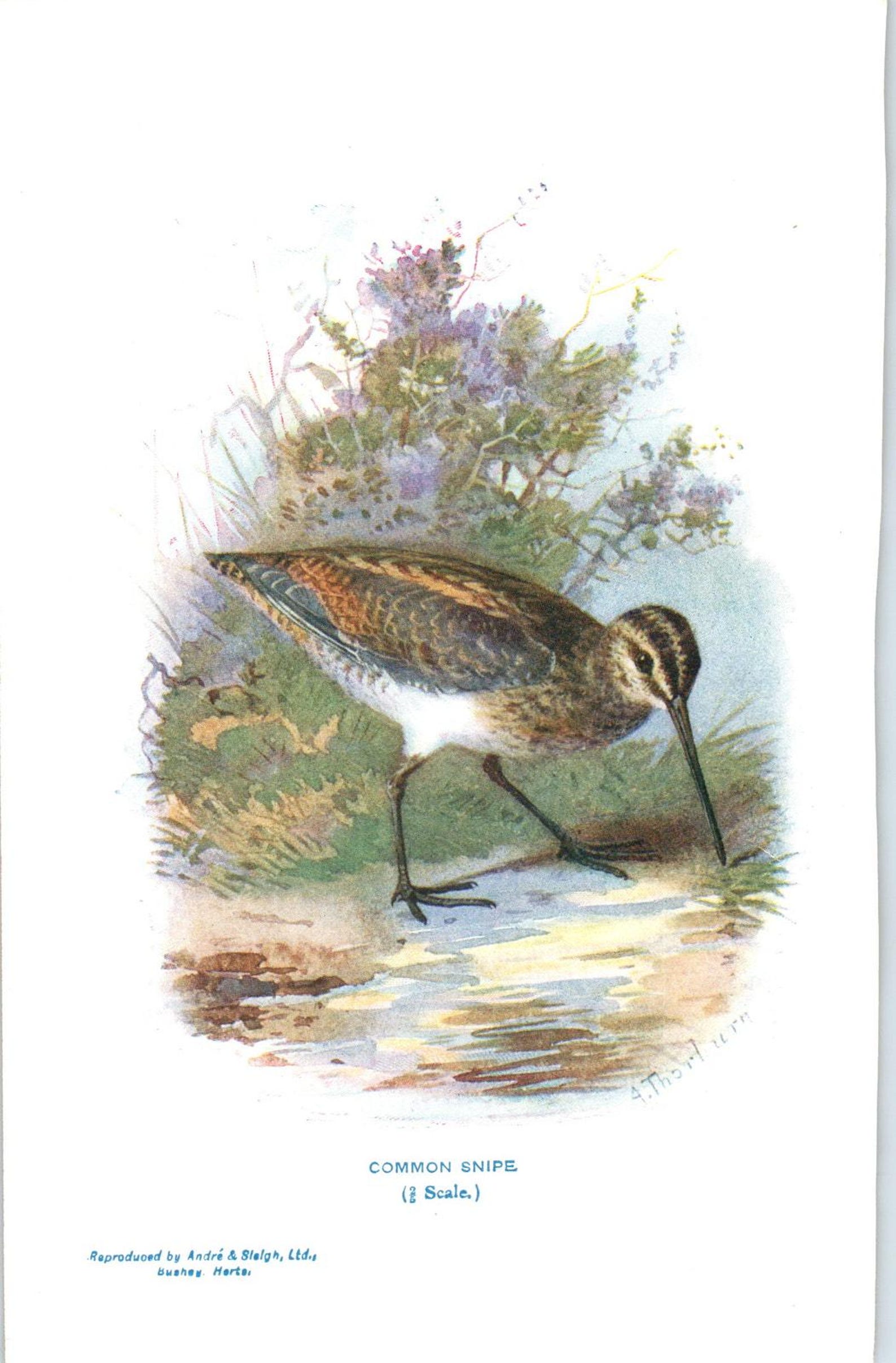 Common Snipe Bird 1903 Original Color Engraving Plate Print AD8-B4 - Etsy
