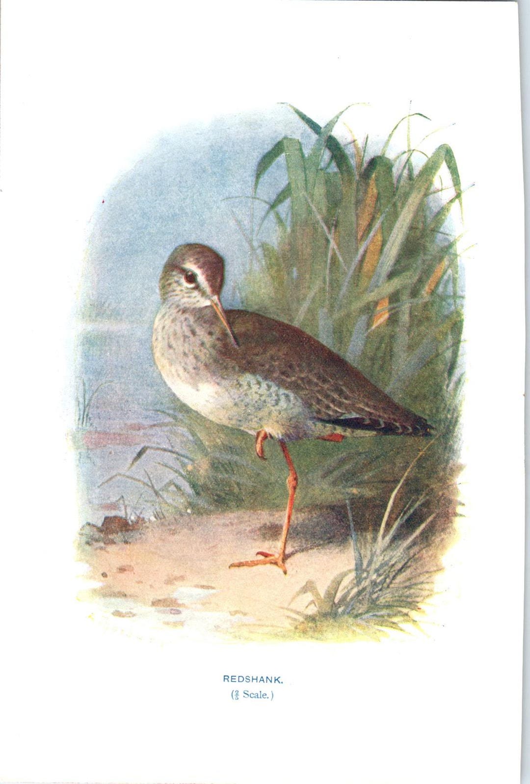 Redshank Bird 1903 Original Color Engraving Plate Print AD8-B8 - Etsy