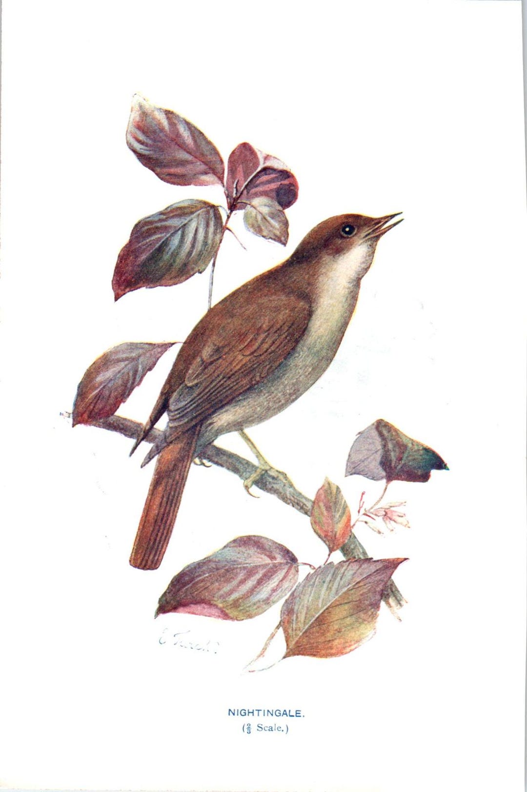 Nightingale Bird 1903 Original Color Engraving Plate Print AD8-B1 - Etsy