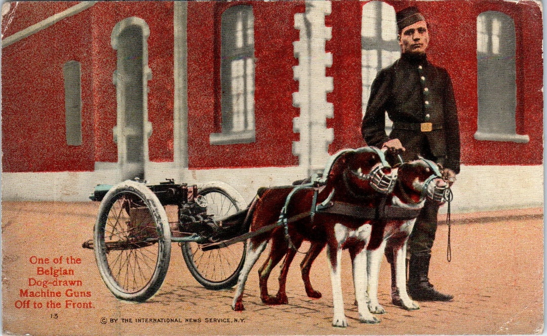 C1918 WWI Belgian Dog-drawn Machine Gun Vintage Postcard PD9 - Etsy