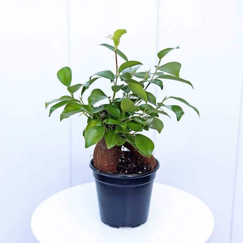 8 PACK LIVE 4” Pot Ficus Plant, Bonsai Plant, Indoor Potted Plant ...
