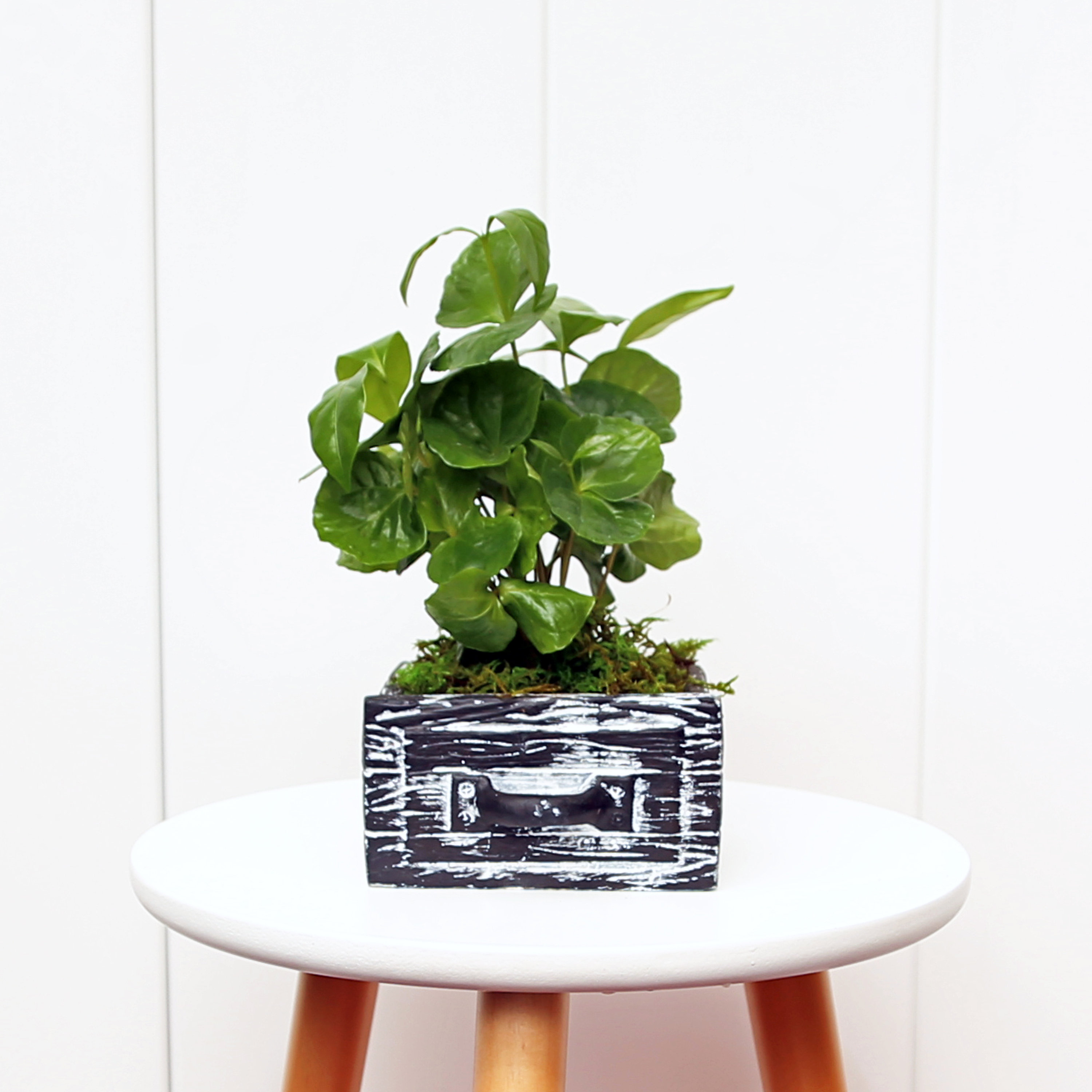 LIVE 4” Ceramic Drawer Pot Coffee Plant, Arabica Plant, Plant Gift for ...