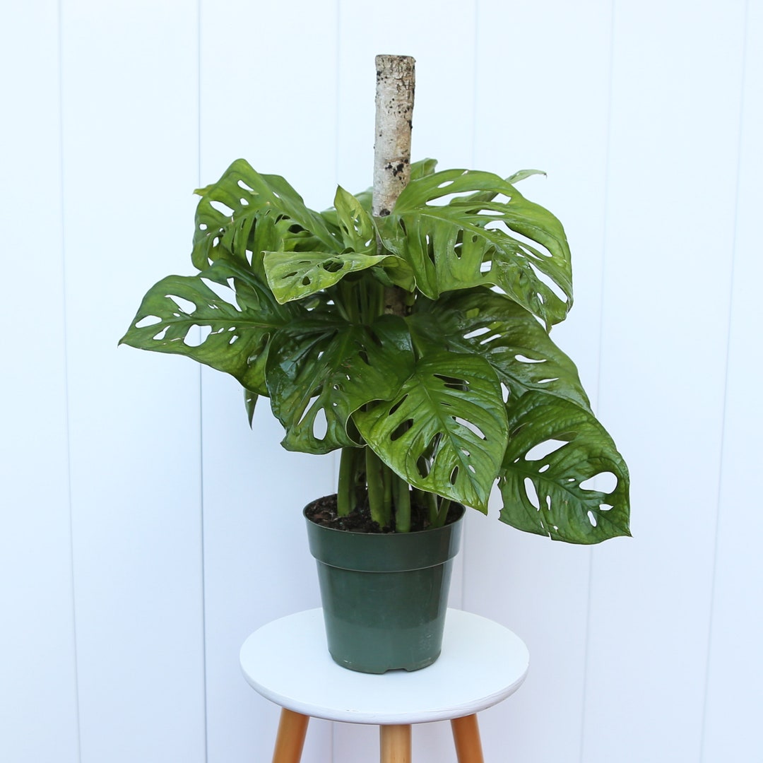 LIVE 6 Pot Swiss Cheese Monstera Adansonii Totem Mom Dad - Etsy