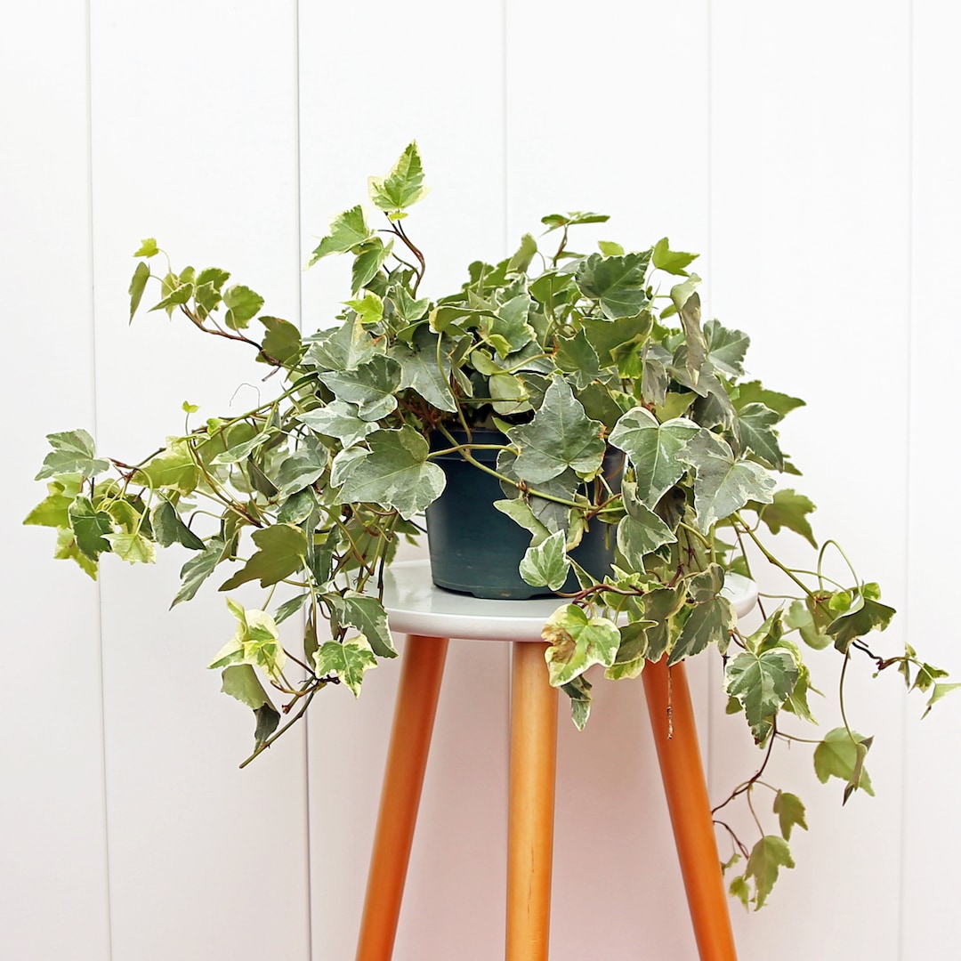 LIVE 6 Pot Variegated Ivy Plant, Evergreen Trailing Houseplant, Plant ...
