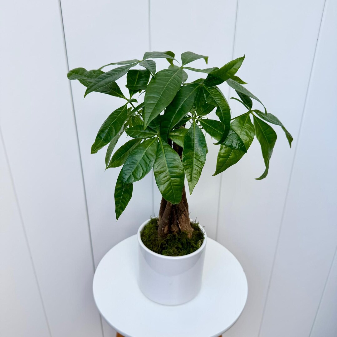 LIVE 4” Ceramic Pot Money Tree, Pachira Aquatica, Good Luck Tree, Air ...