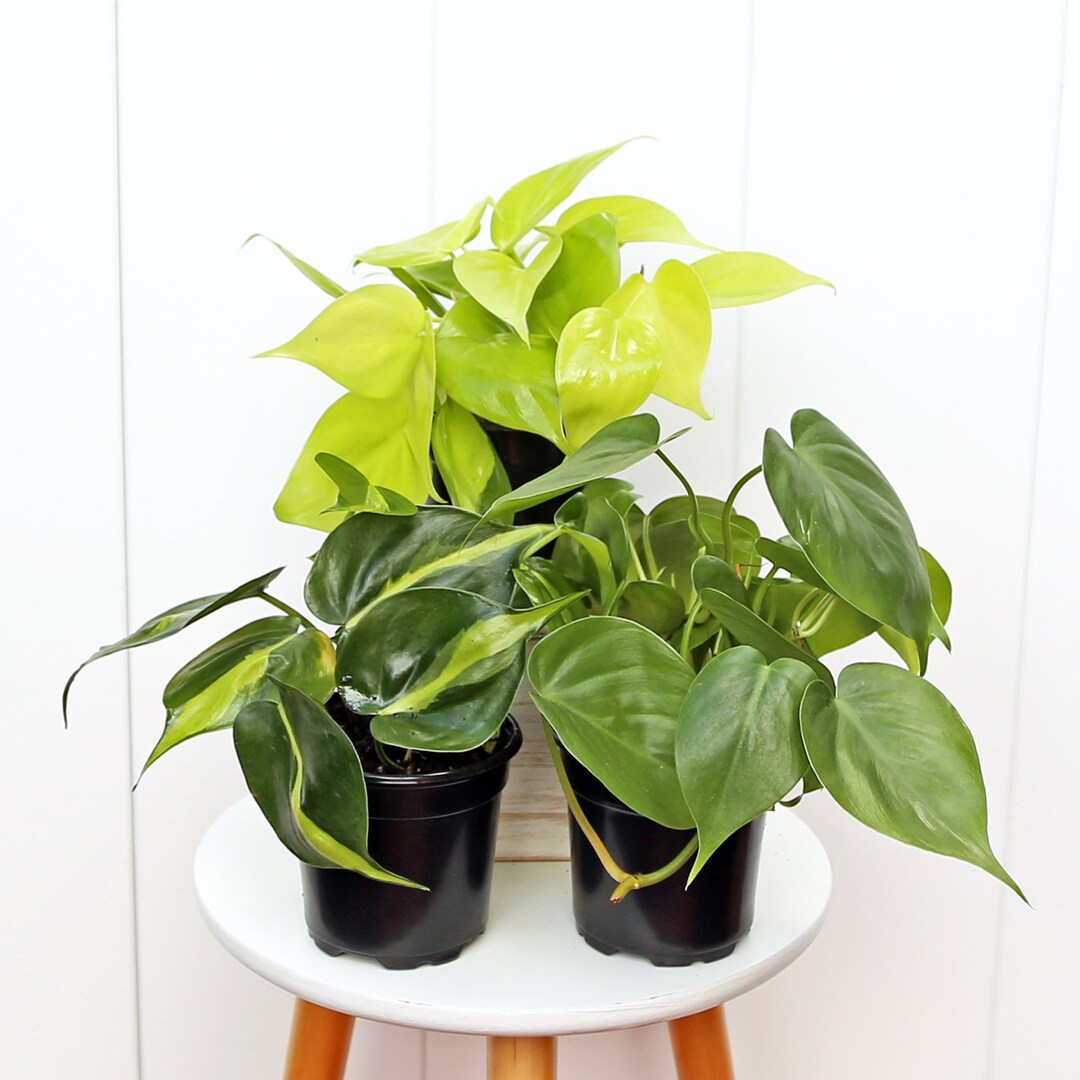 LIVE 4” Pots Combo Neon Philodendron, Brazilian Philodendron ...