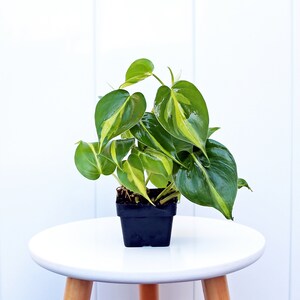 12 PACK LIVE 3” Pot Brazilian Philodendron Plant, Brazilian Philo ...