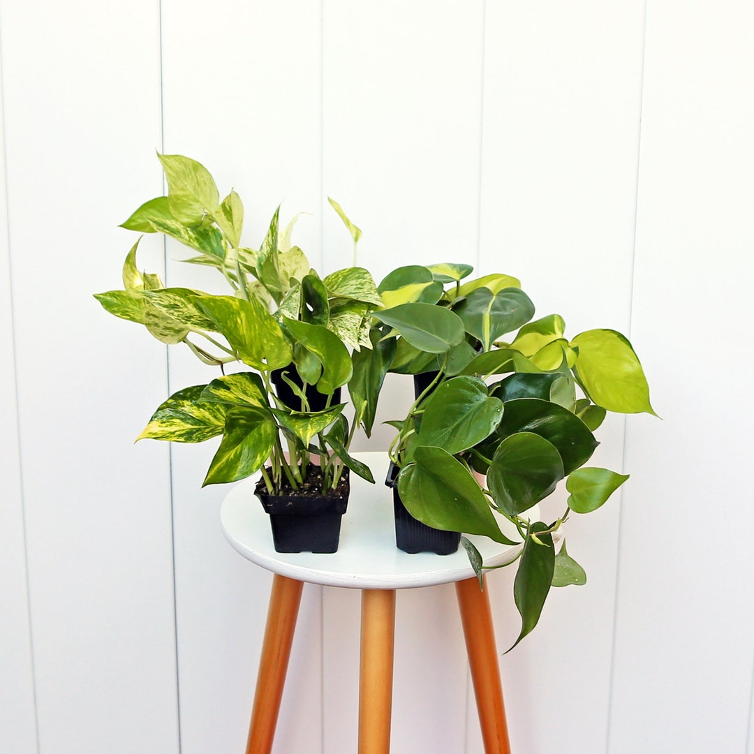 LIVE 3” Pots Combo Golden Pothos, Marble Queen Pothos, Brazilian ...