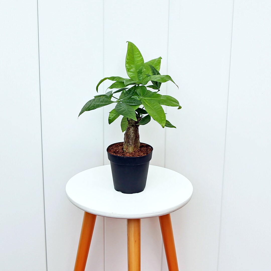 LIVE 4” Pot Money Tree, Pachira Aquatica, Good Luck Tree, Single Stem ...