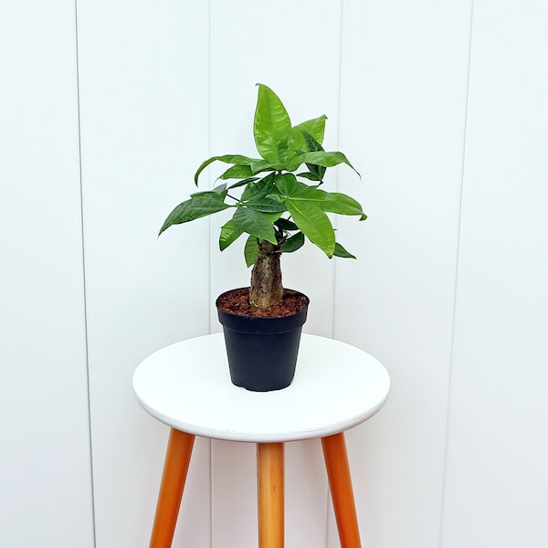 Single Tree - Etsy