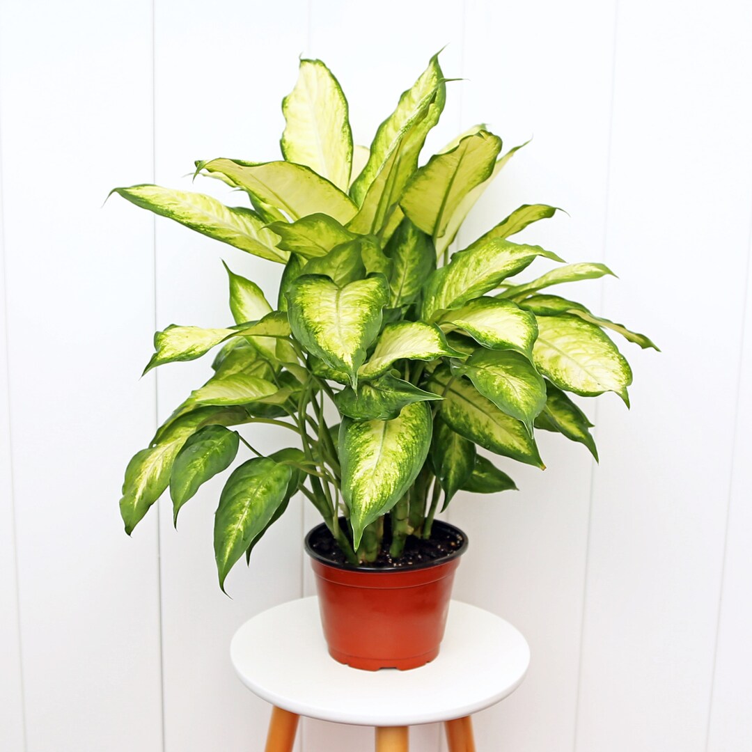 LIVE 6” Pot Dieffenbachia Plant, Dumb Cane, Large Variegated Plant ...
