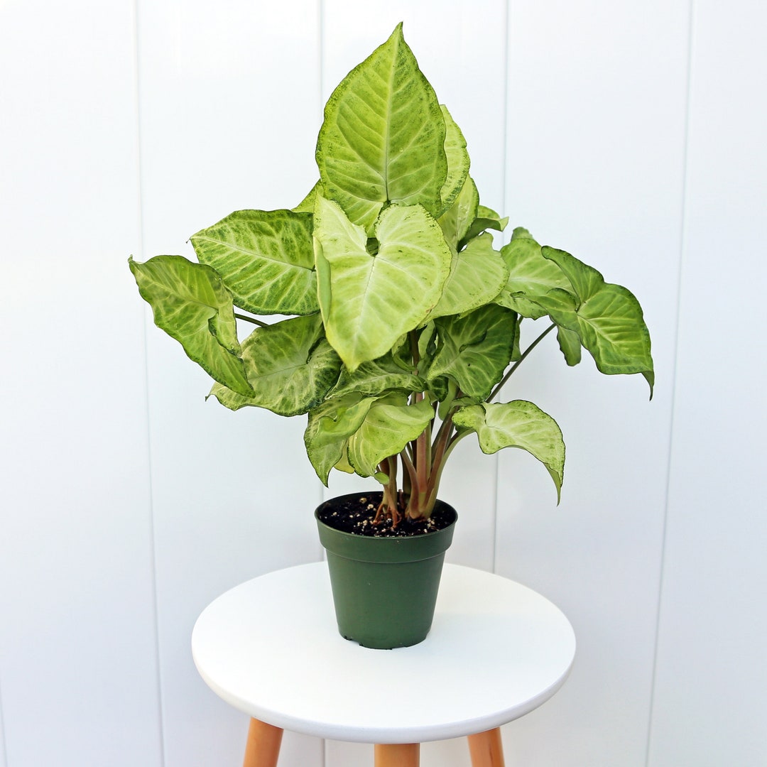 LIVE 4” Pot Syngonium Nephthytis / White Butterfly, Arrowhead Plant ...