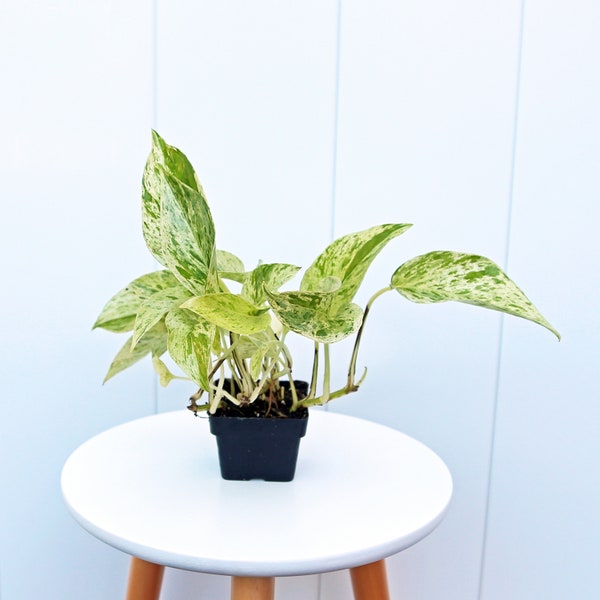 Pothos - Etsy