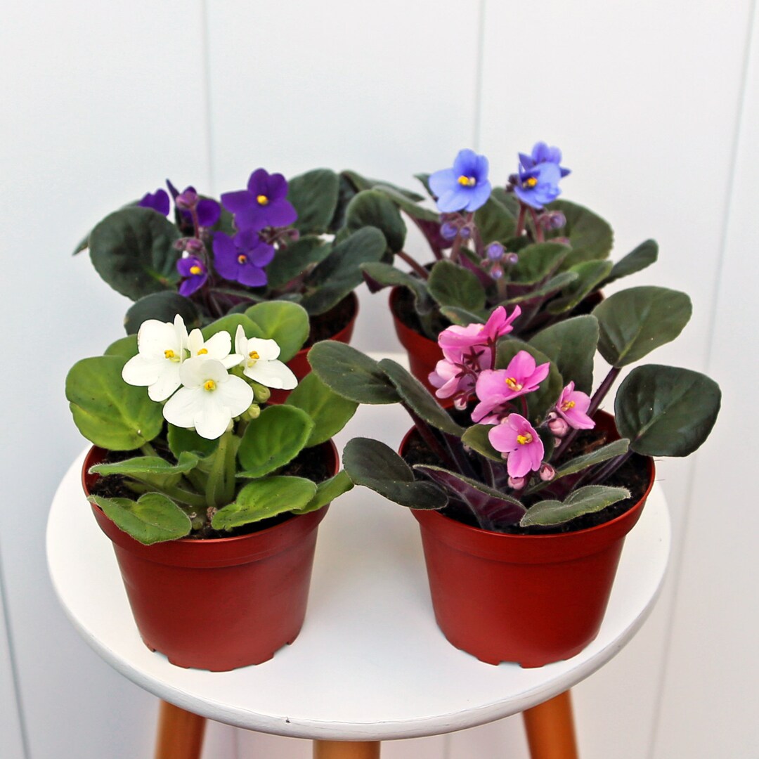 LIVE Combo 4” Pots 4 African Violets, Saintpaulia, Blooming Plants ...