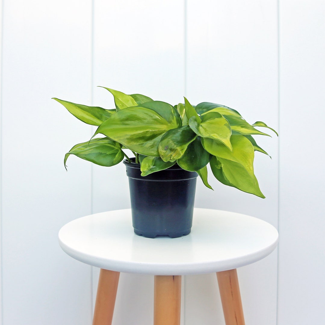 LIVE 4” Pot Brazilian Philodendron, Brazilian Philo, Variegated Indoor ...
