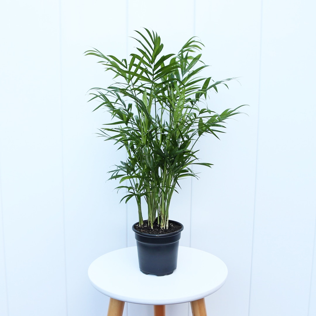 LIVE 4” Pot Parlor Palm Plant Chamaedorea Elegans, Office Gift Plant ...