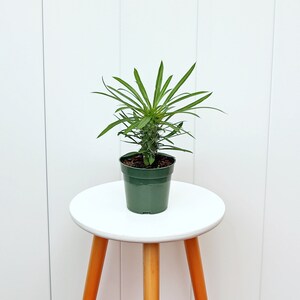 Madagascar Palm - Etsy