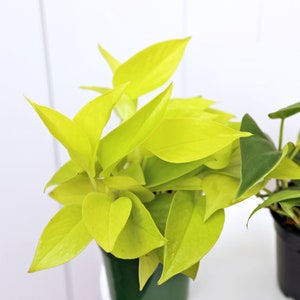 LIVE 4” Pots Combo Neon Pothos & Brazilian Philodendron, Office Gift ...